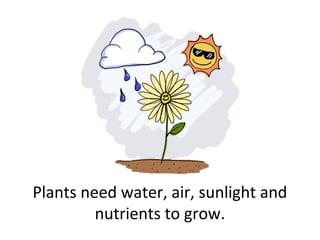 Plants | PPT