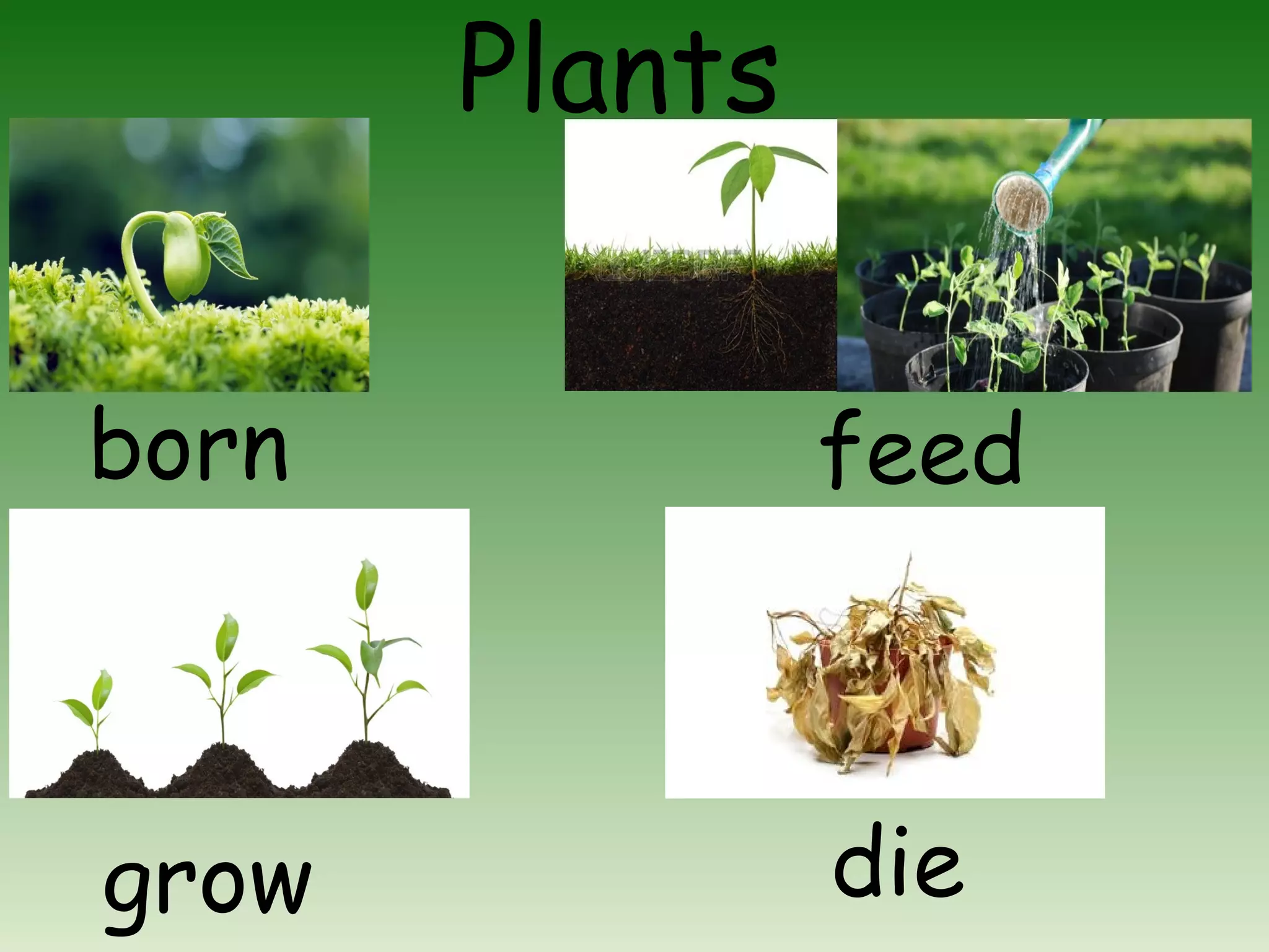 Plants | PPT