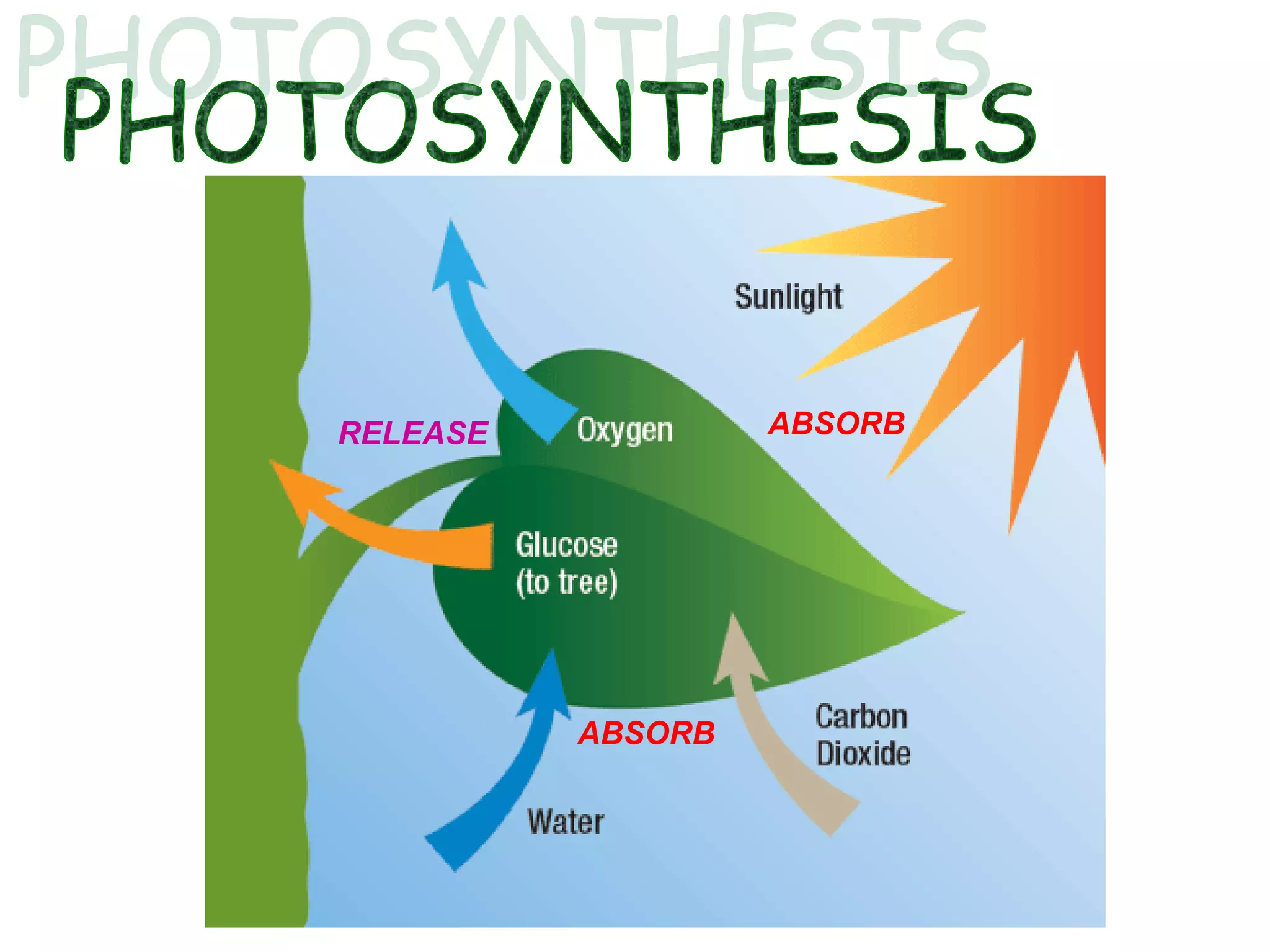 Plants: Parts, Photosynthesis, Reproduction REINO LA PUEBLA | PPT