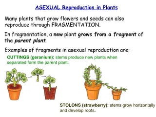 Plants: Parts, Photosynthesis, Reproduction REINO LA PUEBLA | PPT