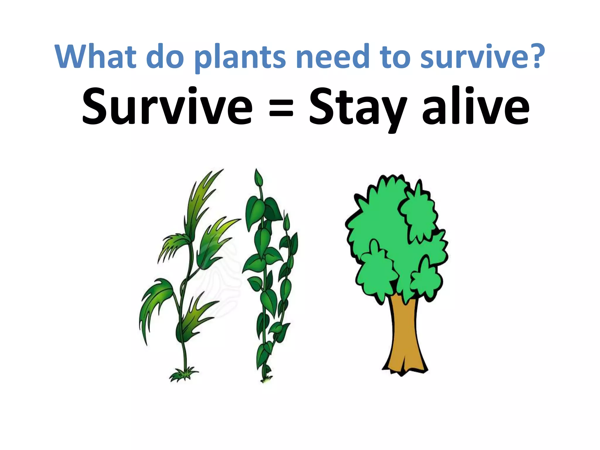 Plants | PPTX