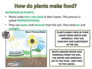 Plants | PPTX
