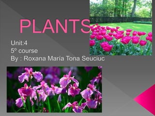 Plants | PPT