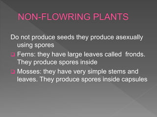 Plants | PPT