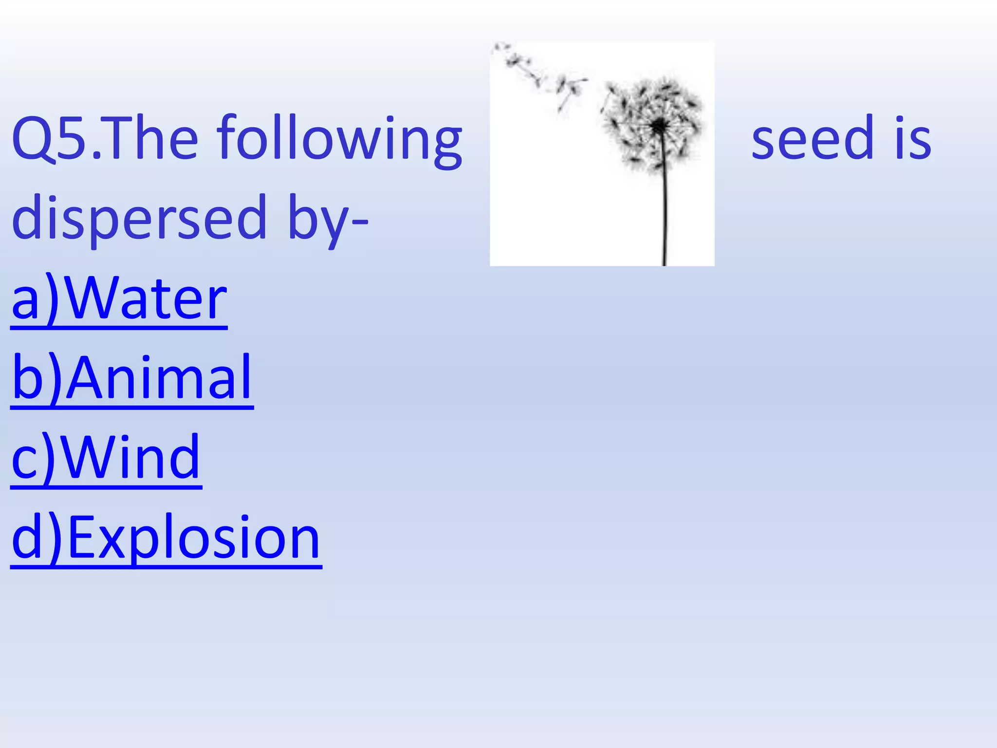 The amazing world of Plants | PPT