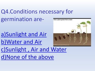 The amazing world of Plants | PPT