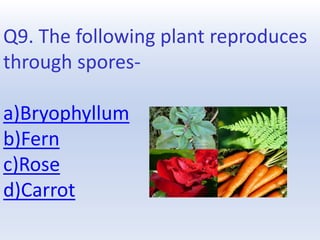 The amazing world of Plants | PPT