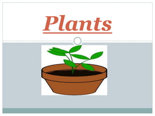 Plants | PPT