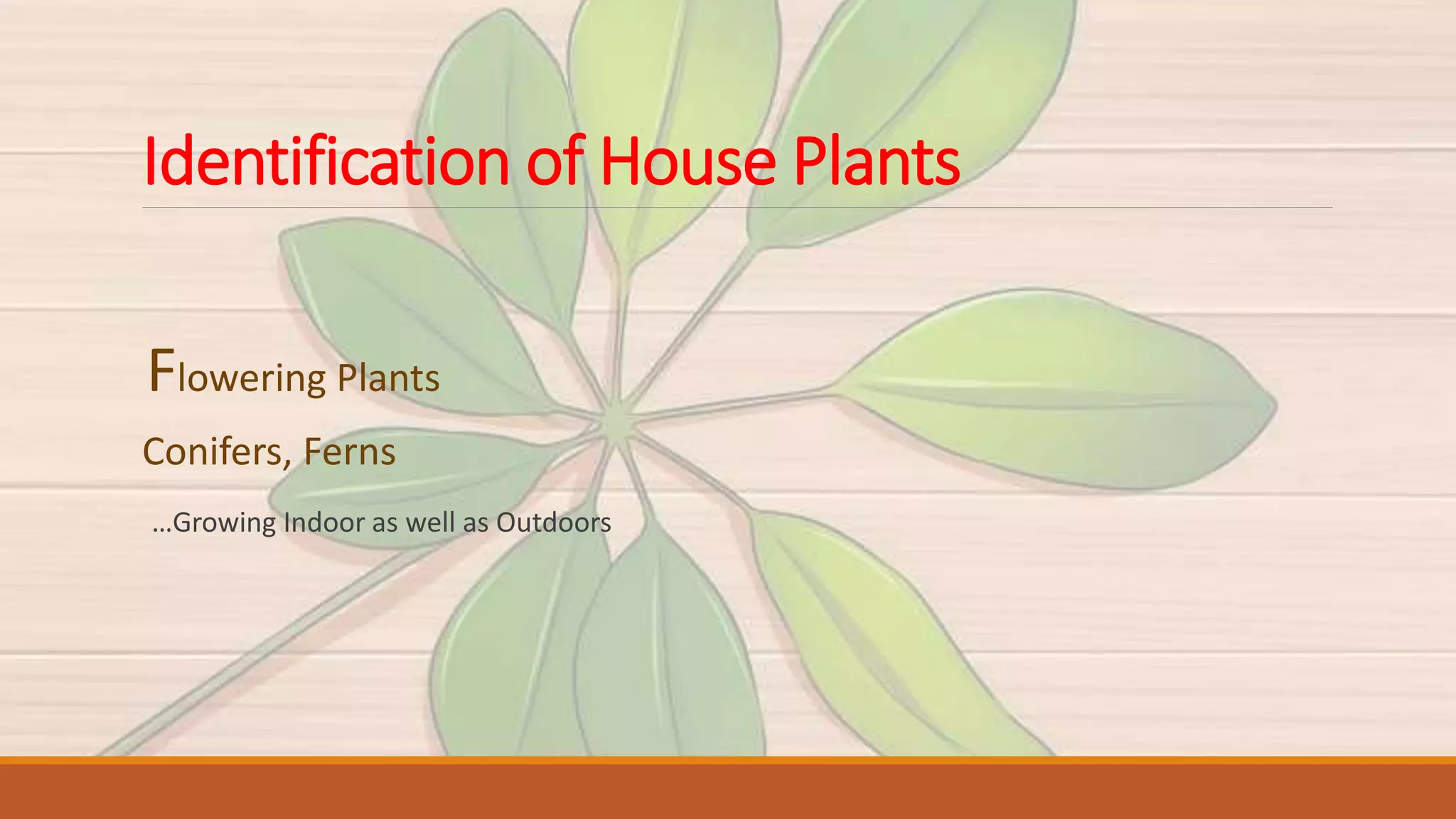 Identification of Plants | PPTX