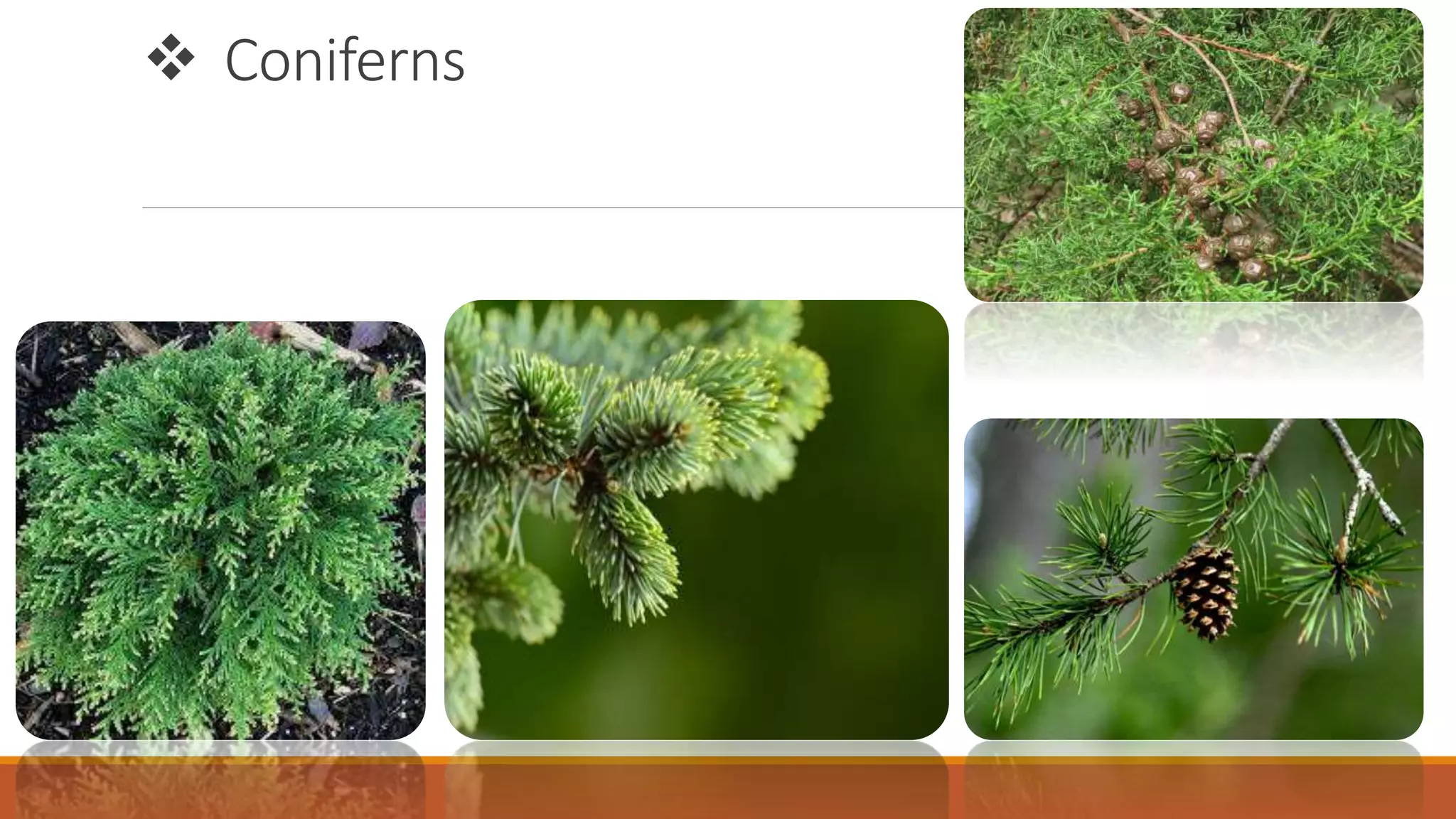 Identification of Plants | PPTX