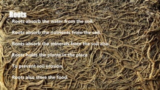 Plants | PPTX | Gardening | Home & Garden