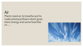 Plants | PPTX | Gardening | Home & Garden