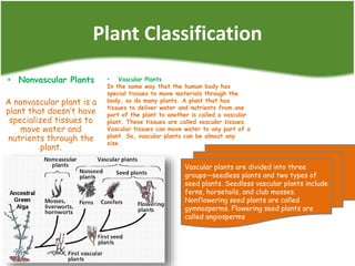 Plants | PPT