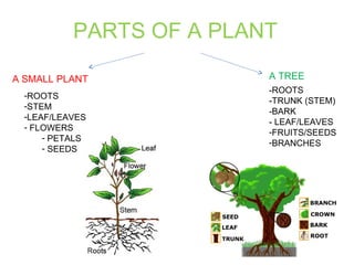 Plants | PPT