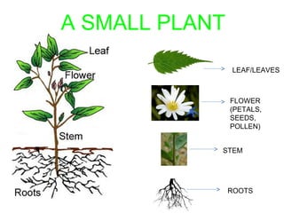 Plants | PPT