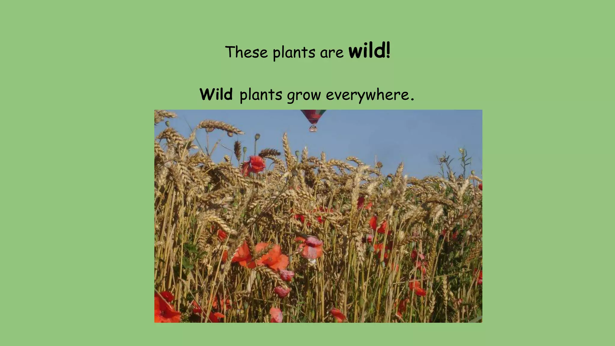 Plants | PPTX