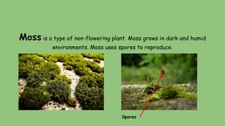 Plants | PPTX