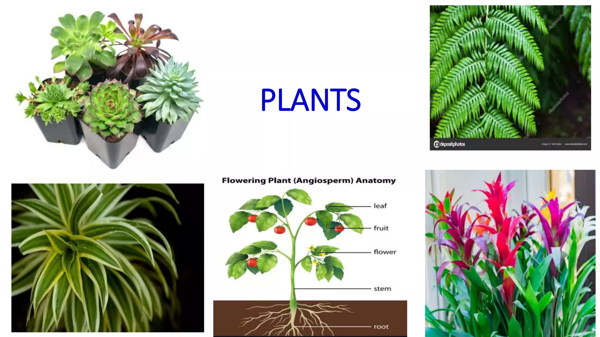 Parts of Plants | PPTX