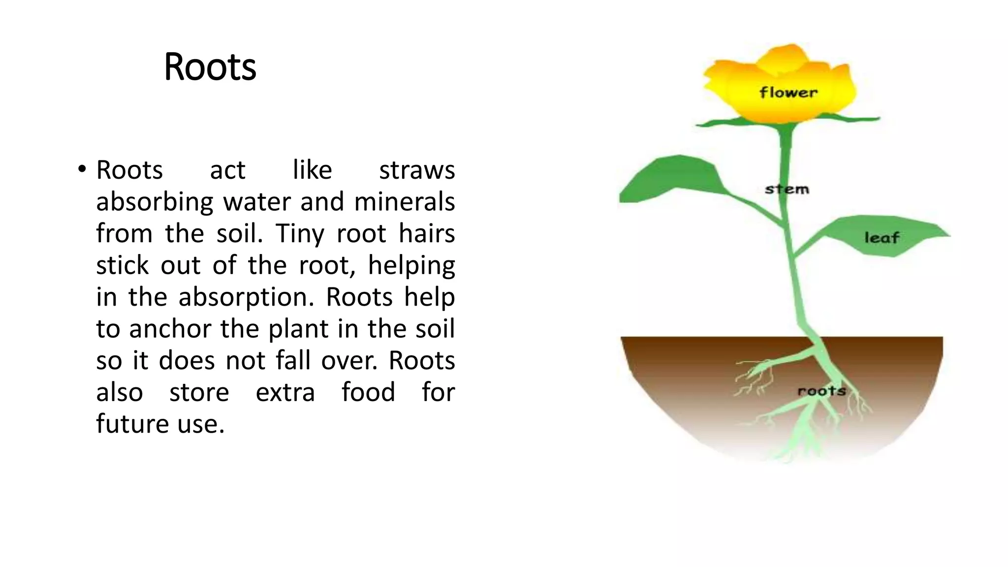 Parts of Plants | PPTX