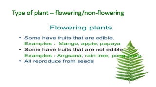 Parts of Plants | PPTX