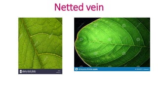 Parts of Plants | PPTX