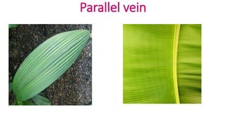 Parts of Plants | PPTX