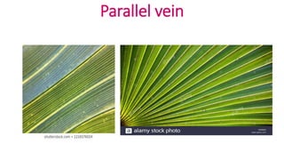 Parts of Plants | PPTX