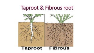 Parts of Plants | PPT