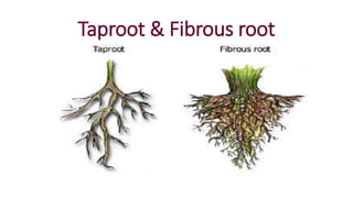 Parts of Plants | PPT