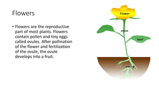 Parts of Plants | PPTX
