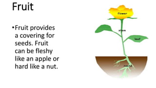 Parts of Plants | PPTX