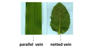 Parts of Plants | PPT