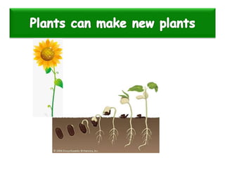 Plants | PPT