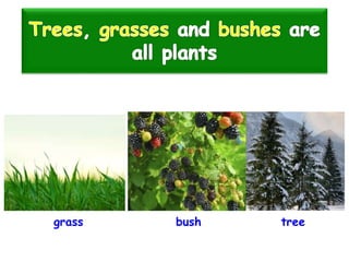 Plants | PPT
