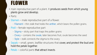Plants | PPT