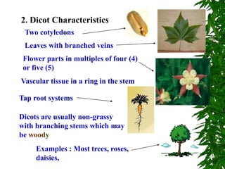 Plants.ppt
