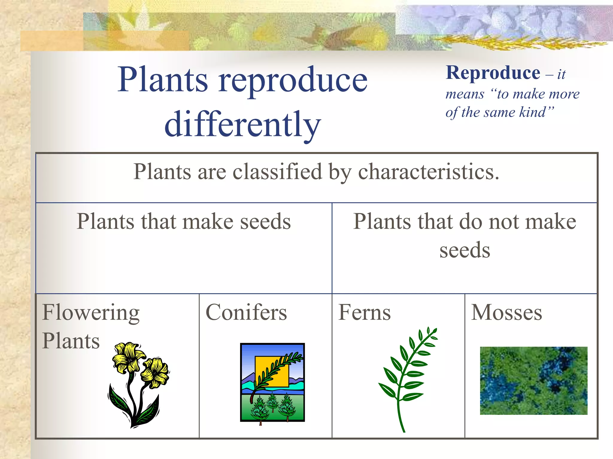 plants.ppt