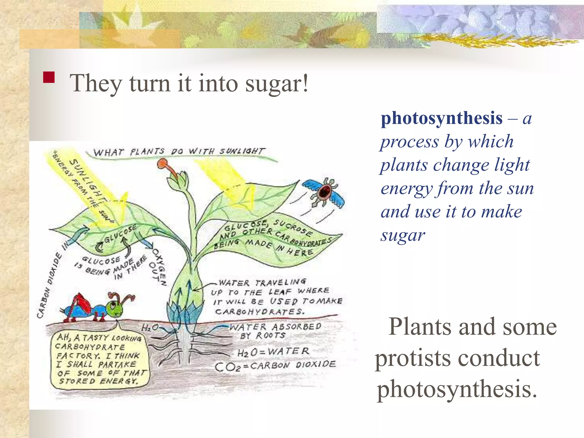 plants.ppt