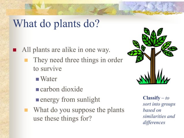 plants.ppt