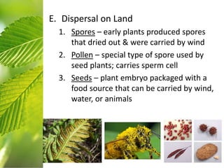 Chapter 22: Plant Diversity (Science 6). | PPTX