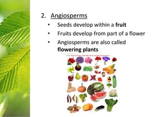 Chapter 22: Plant Diversity (Science 6). | PPTX