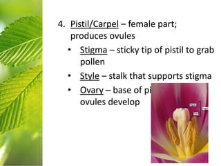 Chapter 22: Plant Diversity (Science 6). | PPTX