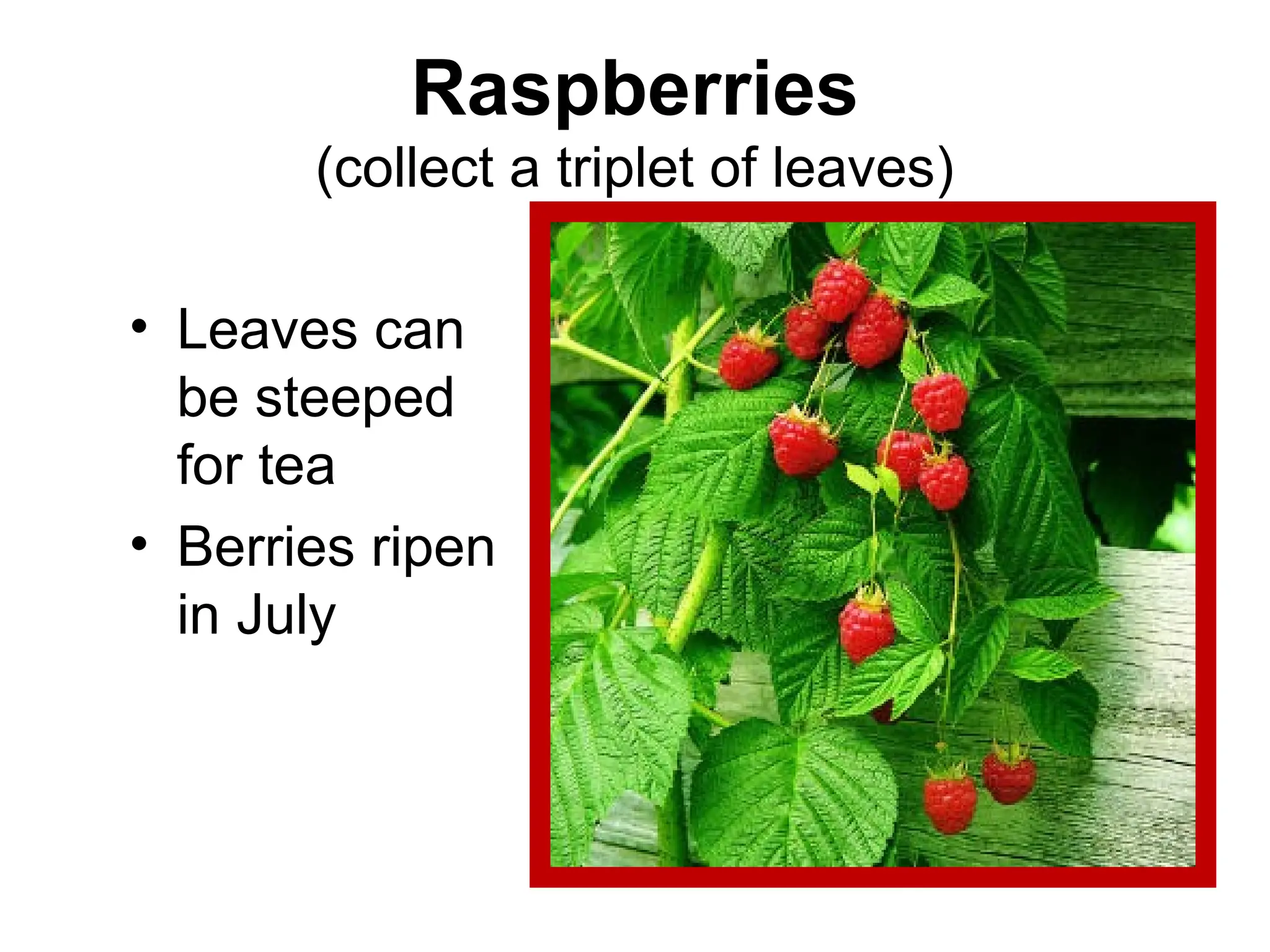 Survival of plant identification letest.ppt