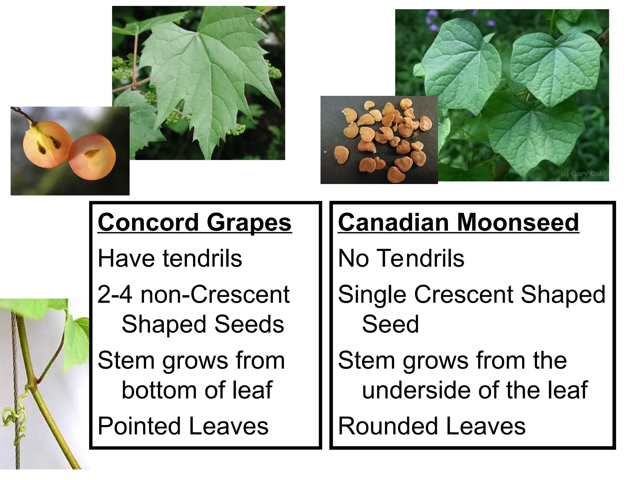 Survival of plant identification letest.ppt