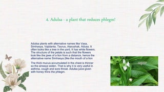 Plants a collaboration of art and nature - maharashtra today | PPT