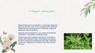 Plants a collaboration of art and nature - maharashtra today | PPT