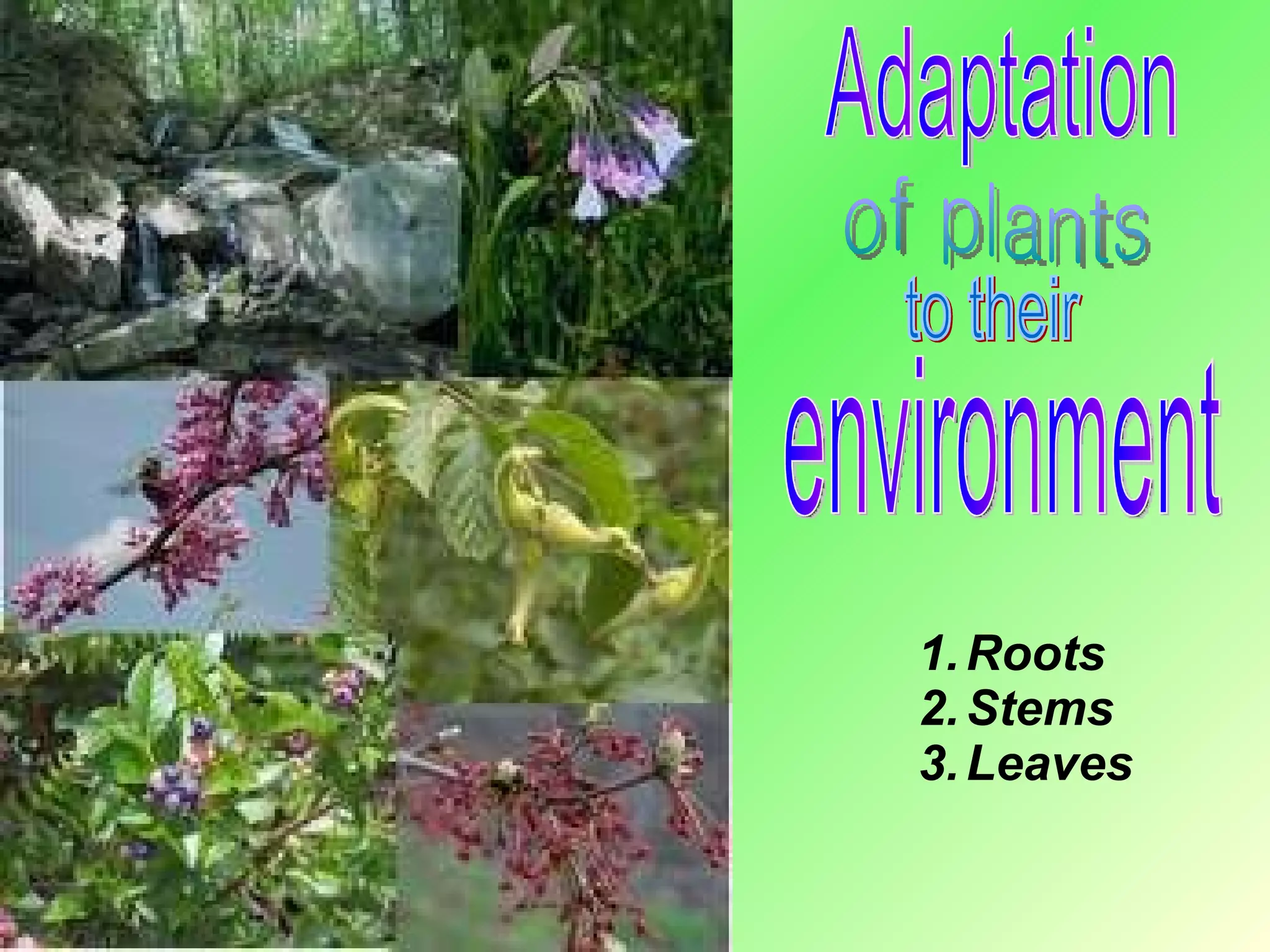Plants And Environment | PPT