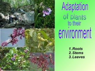 Plants And Environment | PPT