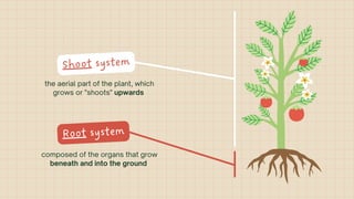 Plants-and-Their-Systems-Science-Presentation-in-Light-Brown-Light-Blue ...