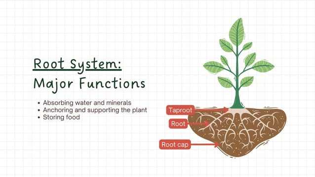 Plants-and-Their-Systems-Science-Presentation-in-Light-Brown-Light-Blue ...
